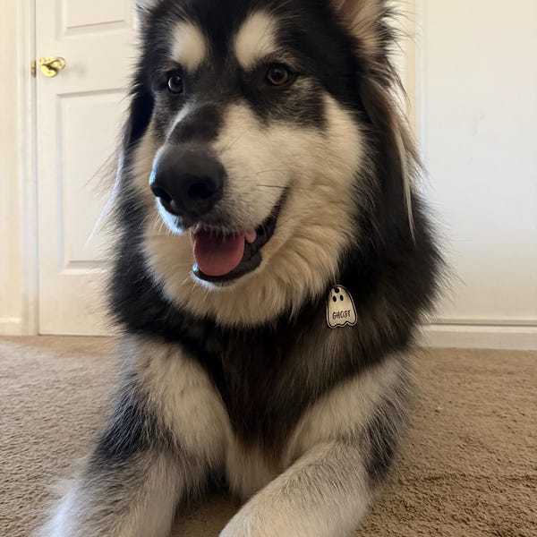 Ghost Shape Dog Tag, Spooky Pet ID Tag, Halloween Tag, Cat ID Tag ...