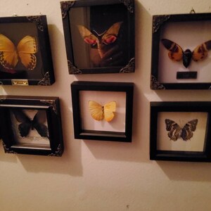 Butterfly Display Case Real Insect Taxidermy Art Baeotus - Etsy
