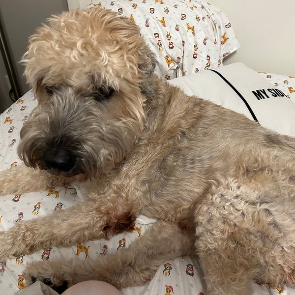 Cavapoo Pillow Cover - Cavapoo Gifts - Cavapoo Pillowcase - Cavapoo Dog ...