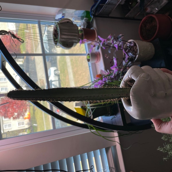 Cement Hand Planter | Concrete Hand Pot | Hand-shaped Planter | Unique ...