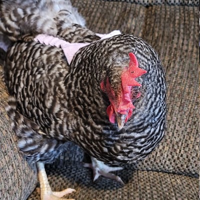 Chicken Diapers Large Perfect Chicken Diaper for Large Hens - Etsy