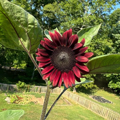 Billy Button Seeds, Craspedia, Billy Balls, Craspedia Globosa CD0150 - Etsy