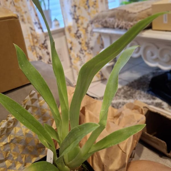 Cattleya Rlc Thongsuphan Gold X Rlc Suvarnabhumi Magic Comes in 4" Pot ...