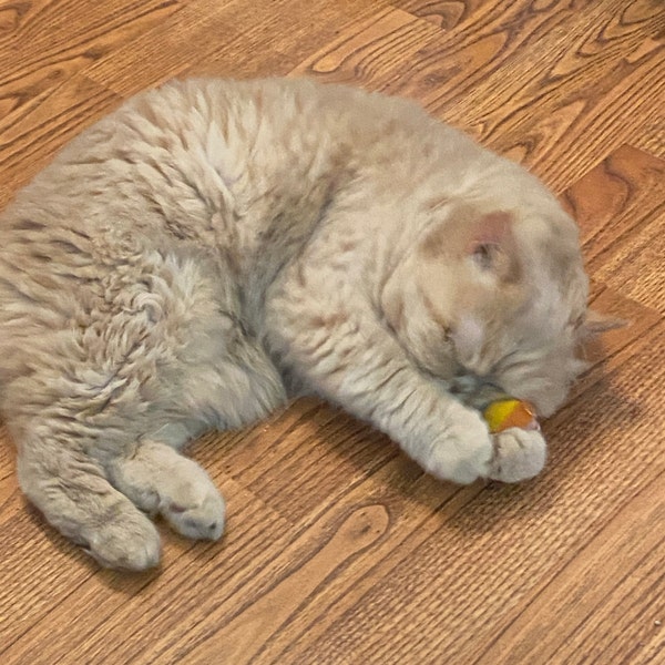 Organic Catnip Drops: Cotton Fabric Cat Toys, 10 per Pack - Etsy