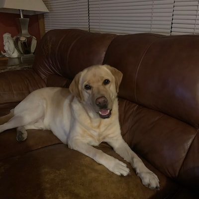 Hammerhead Shark, Tree Topper, Wall Hanging or Yard Stake, Handcrafted ...