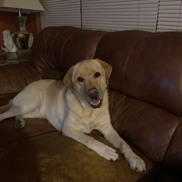 Hammerhead Shark, Tree Topper, Wall Hanging or Yard Stake, Handcrafted ...