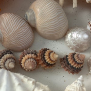 Pink Rose Cup Tellins Tellons Seashells-pink Seashells-beach Wedding ...