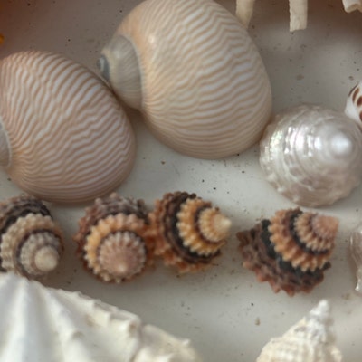 White Shells Mix Wedding Sea Shells Beach Wedding Decor Beach Home ...