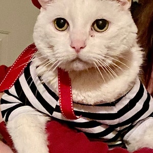 Complete French Cat Outfit Cat Beret Ascot and Striped Shirt | Etsy