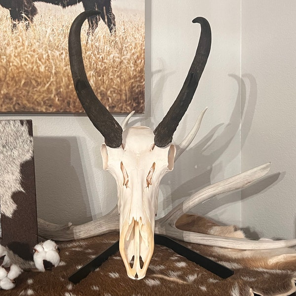 European Skull Mount Tabletop Display Bracket - Etsy