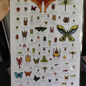 All the Bugs in Animal Crossing Print - Etsy