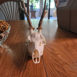 Unique Skull Lamp From Real Roe Deer Skull for Gothic - Etsy