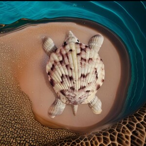 FLORIDA COMMON AUGER Cone Sea Shells 10-100pcs Wedding Craft Beach ...