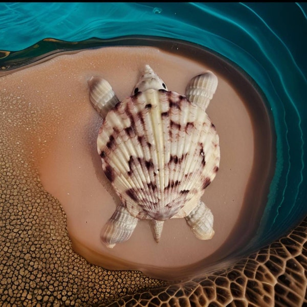 White Florida SPINY JEWEL BOX Seashell 10 to 100 Pcs Jewelry Craft Bulk ...