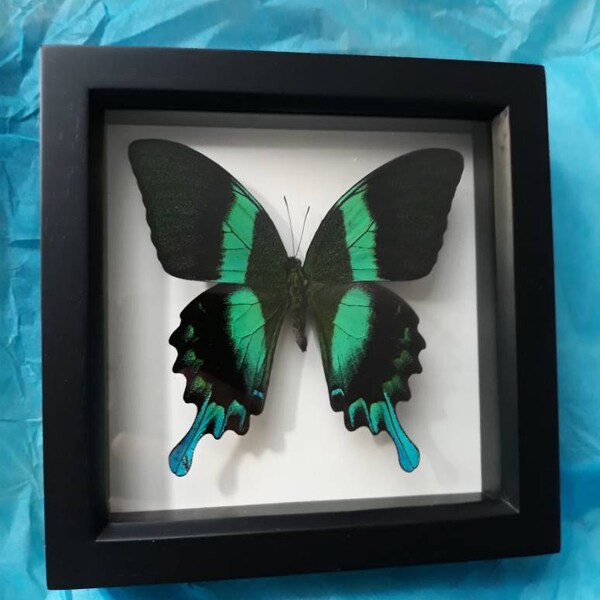 Insect Art Real Butterfly Shadow Box With Peacock Swallowtail - Etsy