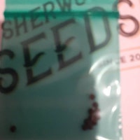 Sepia Serpent douglah X Reaper Pepper Premium Seed Packet - Etsy