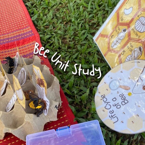 Honey Bee Unit Study Homeschool Summer Activities Bee Life Cycle ...