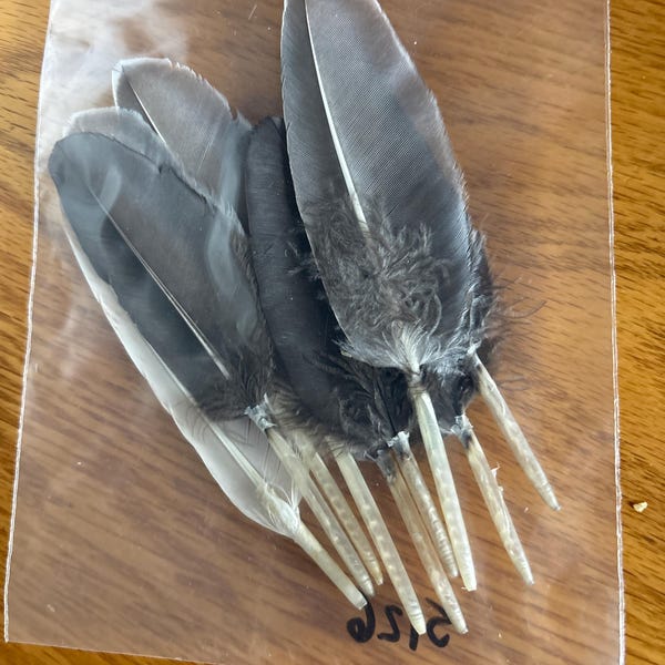 Miniature Feathers, a Bunch of Small Tiger Striped Feathers, Orange ...