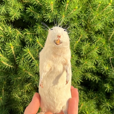 Mouse Specimen, Taxidermy Free Standing Mouse Gift Oddities Curiosity ...