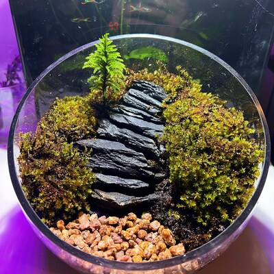 Fire Moss/ Ceratodon Purpureus Bonsai, Terrarium, Fairy Garden, Moss ...