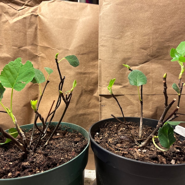 Fignomenal Fig Live Plant - Dwarf Fig Perfect for Containters - *non ...