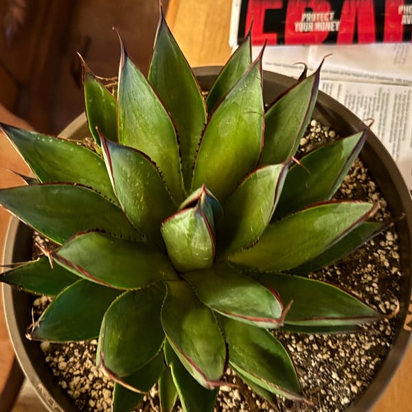 Blue Glow Agave | 3 Gallon | Live Succulent Plant | Cactus | Indoor ...