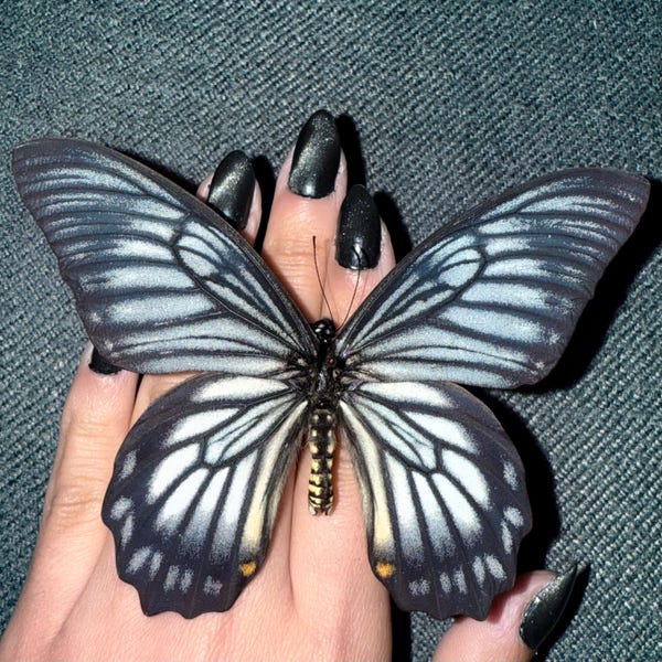 The Blue Adonis Morpho Butterfly, Morpho Adonis or M. Marcus Marcus ...