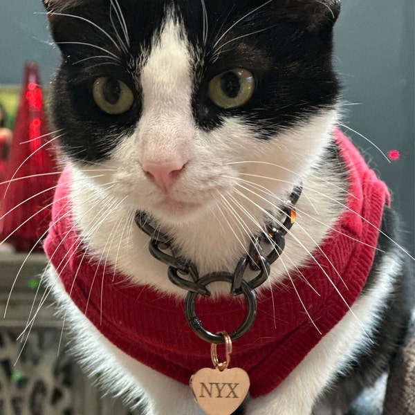 Chain Cat Collar, Medium Cuban Link Cat Necklace, Lightweight Cat ...