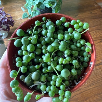 4 Pack 2 Assorted Varieties Succulents Potted - Etsy