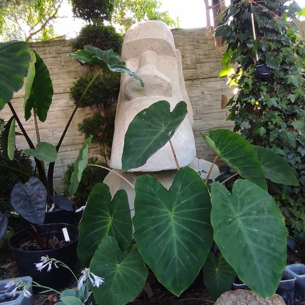 Moai Statue Sliced Sculpture 4mm Vector Template, Moai Sculpture Laser ...