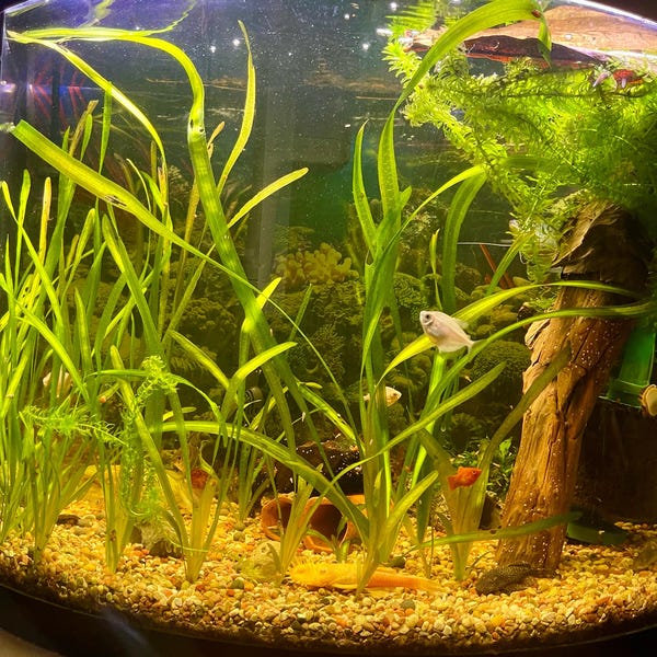 Vallisneria Red Jungle or Vallisneria Americana Freshwater Aquarium ...