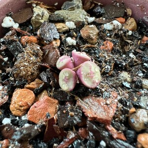 Live Plant Rare Succulents Conophytum Burgeri SH409 1.0cm | Etsy