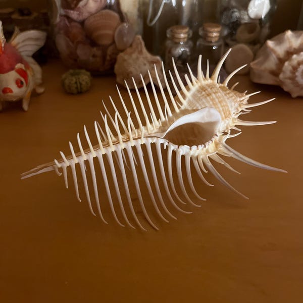 100% Real Large 1-6" You Pick Size Spikey Murex Pectin Venus Comb ...
