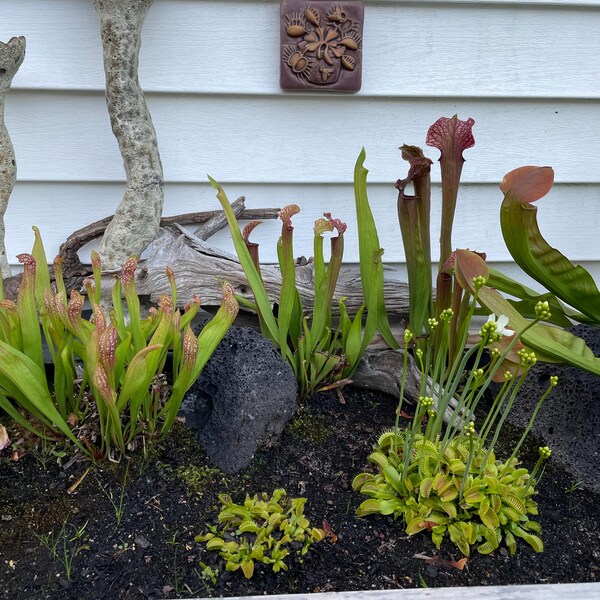 Wolf in Sheeps Clothing 6x6” Ceramic Art Tile - Etsy