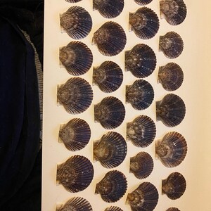 Pearled Turbo Bruneus - Etsy