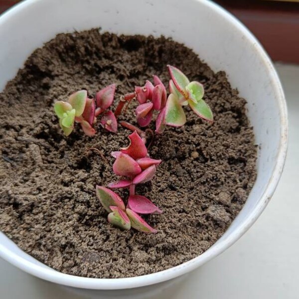 ROOTED PLANTS - Crassula Calico Kitten - Well Rooted UK Grown ...