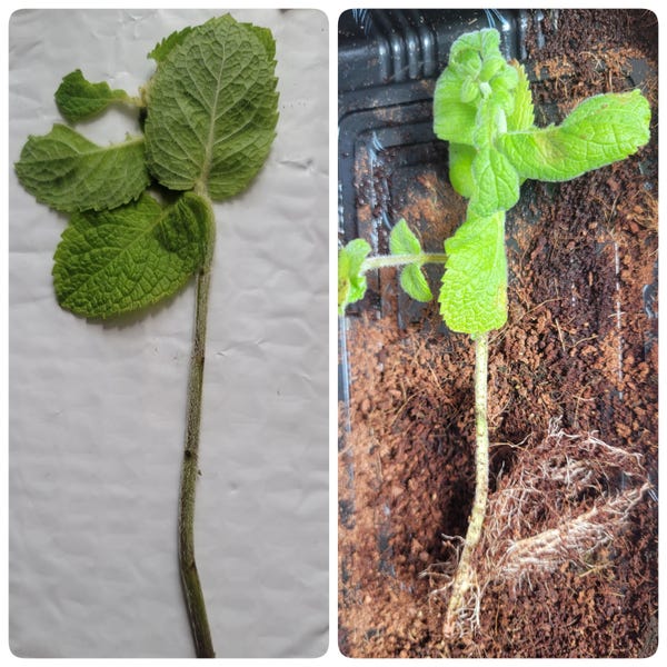 Catmint Cutting Catmint Nepeta Water Propagation Free Shipping // SHIPS ...