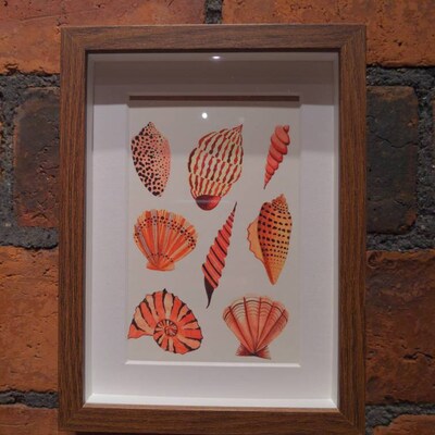 Seashells Art Postcard Coastal Shells Illustration Nature - Etsy