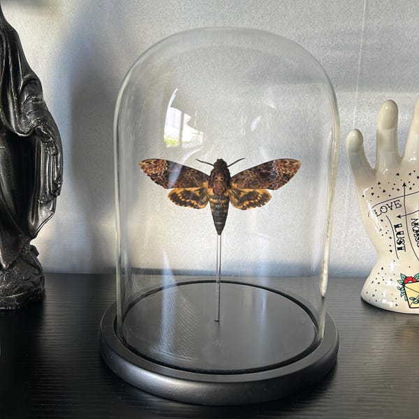 Filipino Atlas Moth Male & Female Pair in Box Frame (attacus Lemairei ...
