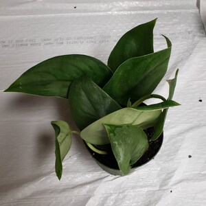 Scindapsus Jade Satin Rare Scindapsus Velvet Pothos Live - Etsy