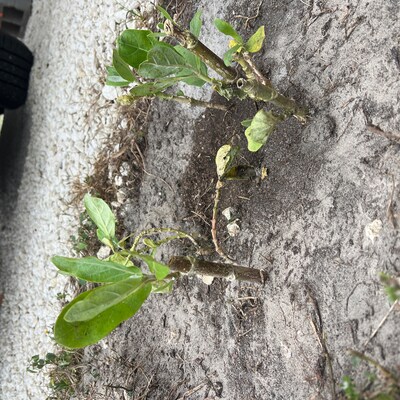 CALOTROPIS GIGANTEA Giant / Madar/ Milkweed Tree Plant Butterfly Garden ...