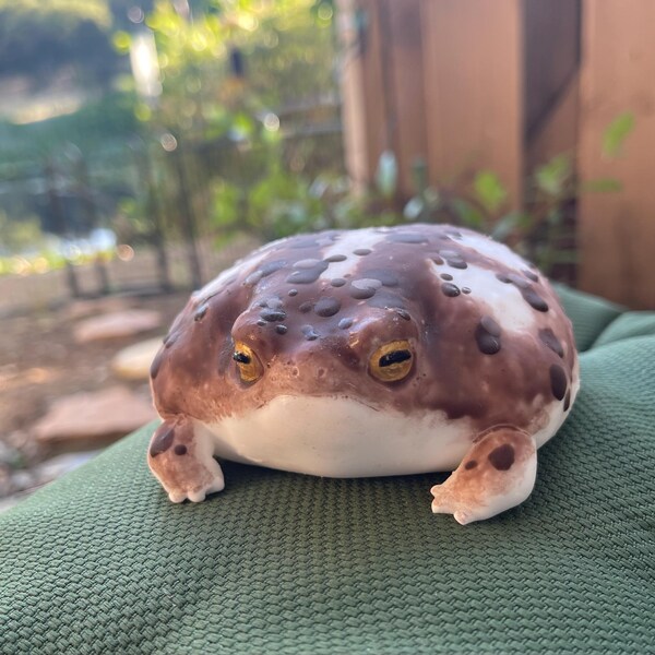 SQUISHY Desert Rain Frog. Cute Butt Frog Fidget Weirdcore Desk Toy for ...