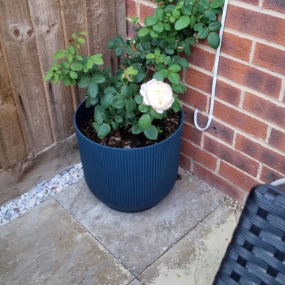 At Peace Rose Memorial and Remembrance Gift Live Rose Bush Plant - Etsy