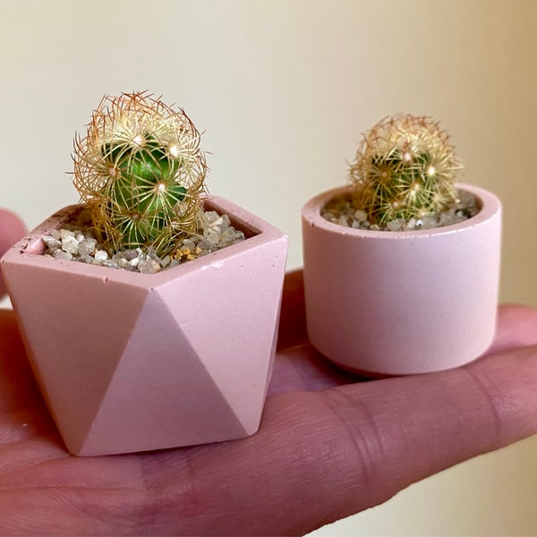 DIY Mini Pot and Cactus Kit Handmade Pot Set of Two Pots and Cacti ...