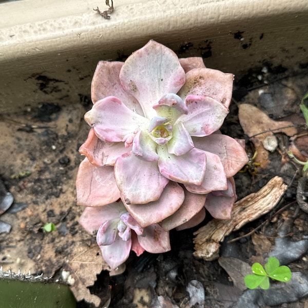 Graptoveria Gypsy Variegated-succulent - Etsy