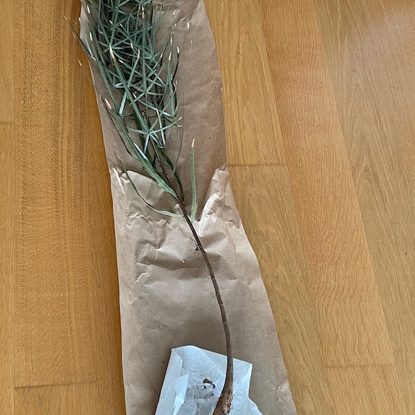 Brachychiton Rupestris Australian Bottle Tree. Queensland Bottle Tree ...