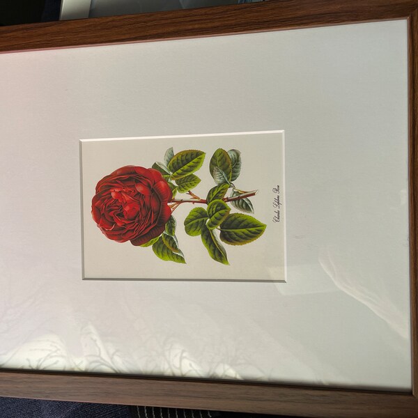 Red Rose Flower Art Print, Botanical Art Print, Flower Wall Art, Flower ...