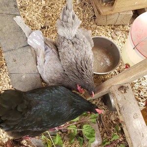 Chicken Diapers/ Hen Diapers/ Birds Diapers/rooster Diaper - Etsy