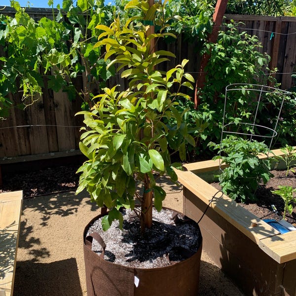 Tall Grafted 'giant Fuyu' Persimmon Tree - Fast Fruit Bearing - Rare ...