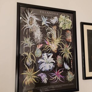 Pink Plants Poster House Plants, Houseplant Lover Wall Decor, Botanical ...